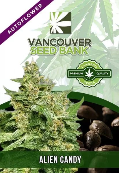 Alien Candy Strain Autoflowering Feminized Marijuana Seeds | Vancouver ...