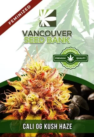 Cali OG Kush Haze Feminized Marijuana Seeds | Vancouver Seed Bank