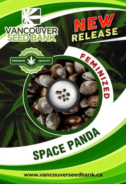 Space Panda Strain Feminized Cannabis Seeds | Vancouver Seed Bank