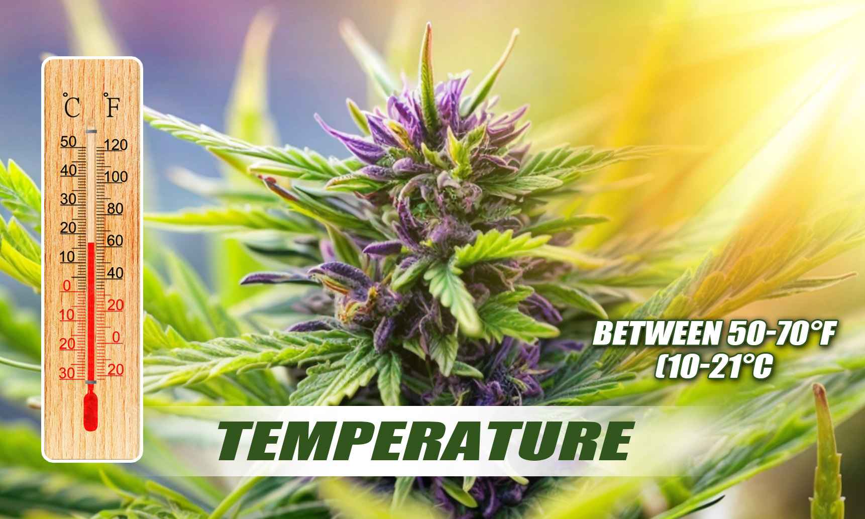 Growing Purple Weed Buds | Vancouver Seed Bank