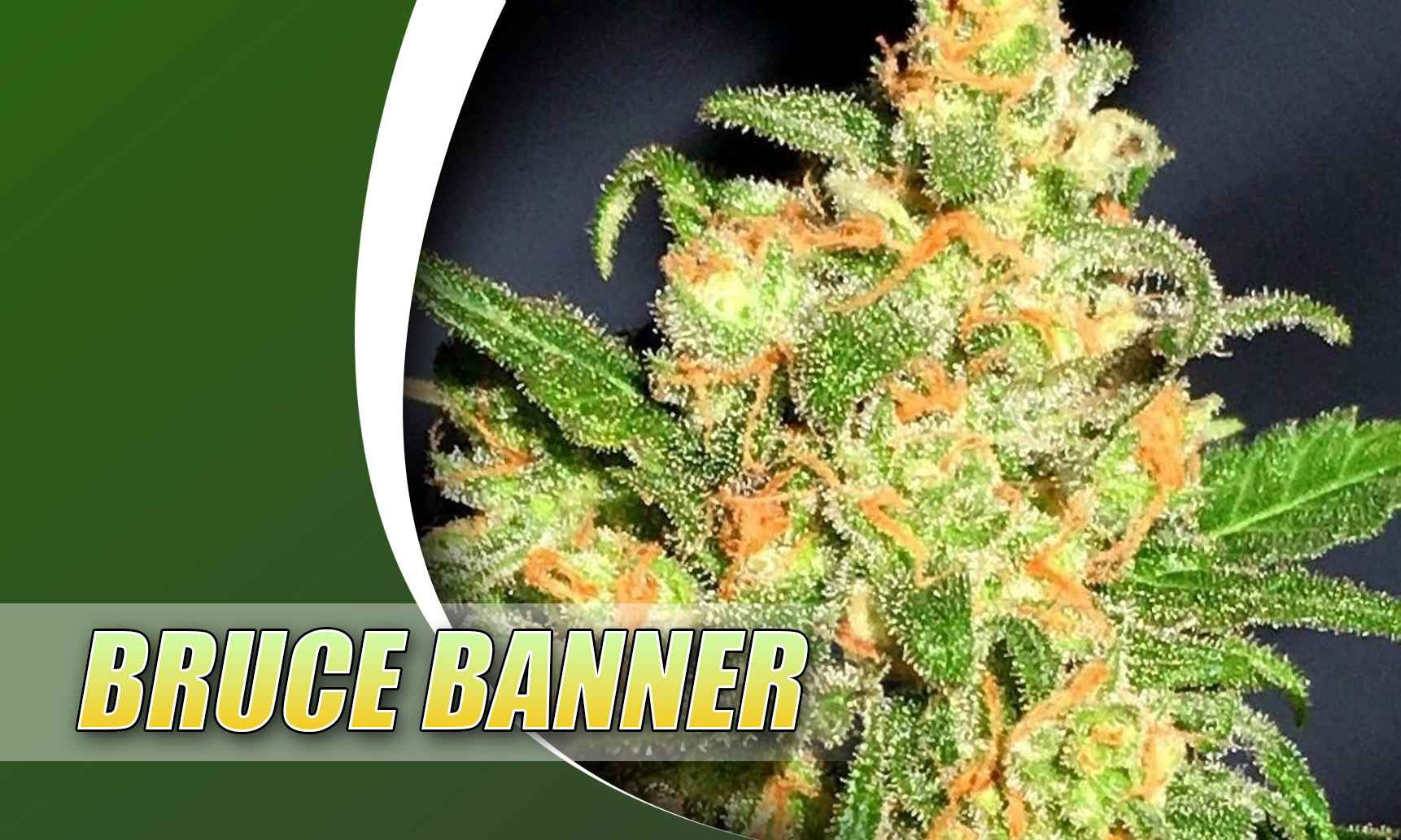 High Yielding Strains With 10 Pounds | Vancouver Seed Bank