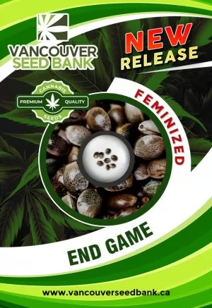 End Game Strain Feminized Marijuana Seeds | Vancouver Seed Bank