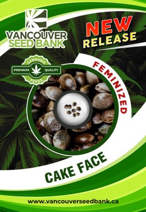 Cake Face Strain Feminized Marijuana Seeds | Vancouver Seed Bank