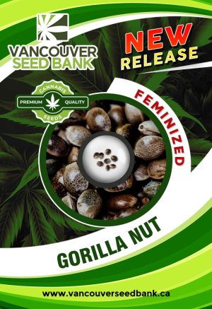 Gorilla Nut Strain Feminized Marijuana Seeds | Vancouver Seed Bank