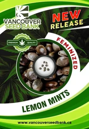 Lemon Mints Strain Feminized Marijuana Seeds | Vancouver Seed Bank