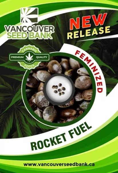 Rocket Fuel Strain Feminized Marijuana Seeds | Vancouver Seed Bank