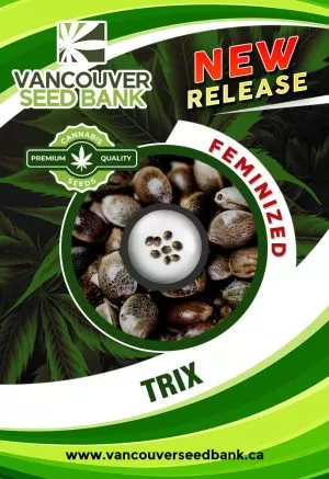 Trix Strain Feminized Marijuana Seeds | Vancouver Seed Bank