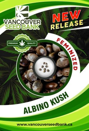 Albino Kush Feminized Marijuana Seeds | Vancouver Seed Bank