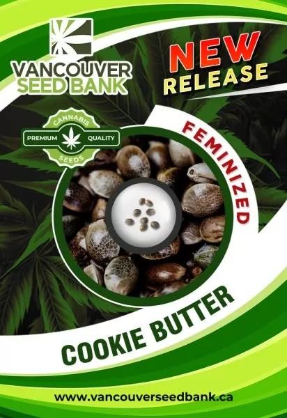 Cookie Butter Strain Feminized Marijuana Seeds | Vancouver Seed Bank