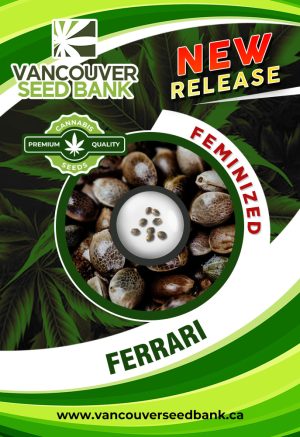 Ferrari Strain Feminized Marijuana Seeds | Vancouver Seed Bank