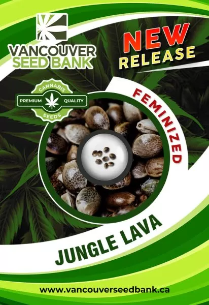 Jungle Lava Strain Feminized Marijuana Seeds | Vancouver Seed Bank