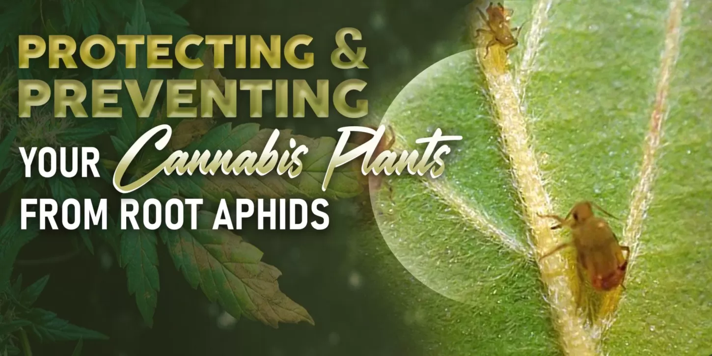 Preventing & Protecting Your Cannabis Plants From Root Aphids ...
