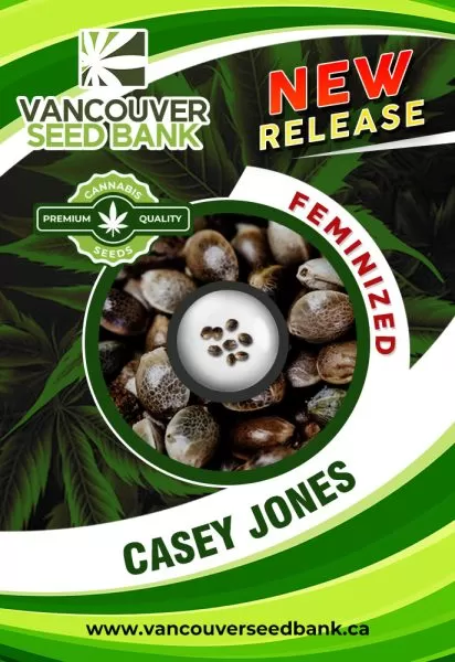 Casey Jones Strain Feminized Marijuana Seeds | Vancouver Seed Bank