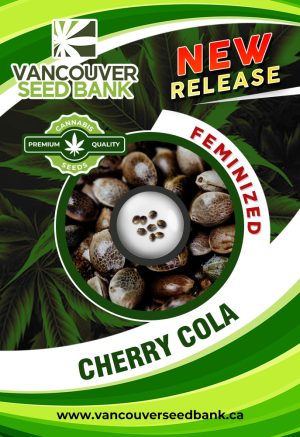 Cherry Cola Strain Feminized Marijuana Seeds | Vancouver Seed Bank