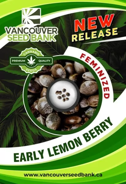 Early Lemon Berry Strain Feminized Marijuana Seeds | Vancouver Seed Bank