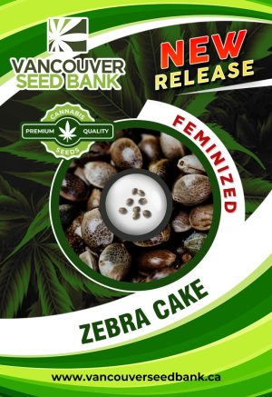 Zebra Cake Strain Feminized Marijuana Seeds | Vancouver Seed Bank