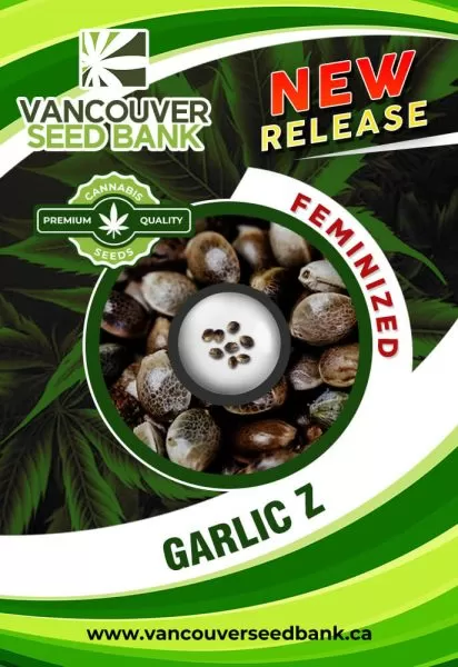 Garlic Z Strain Feminized Marijuana Seeds | Vancouver Seed Bank