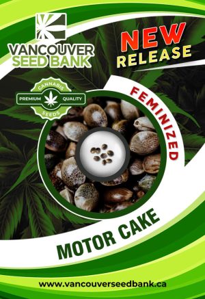 Motor Cake Strain Feminized Marijuana Seeds | Vancouver Seed Bank