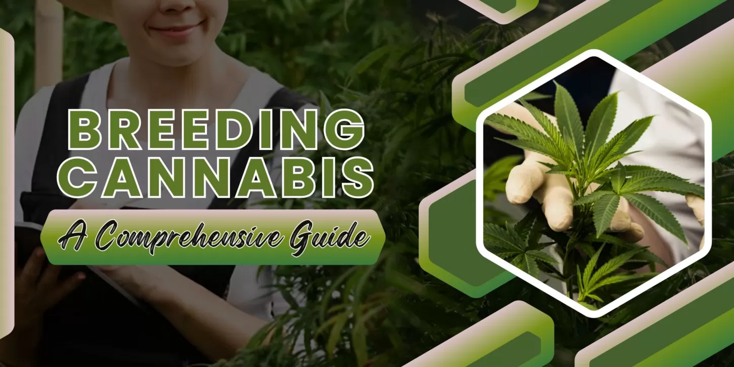 Breeding Cannabis – A Comprehensive Guide | Vancouver Seed Bank