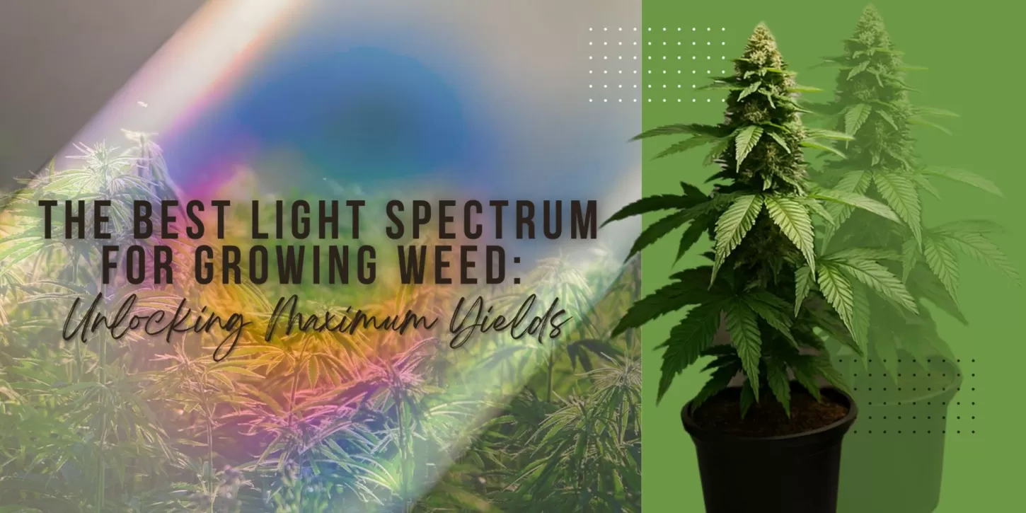 The Best Light Spectrum for Growing Weed: Unlocking Maximum Yields ...
