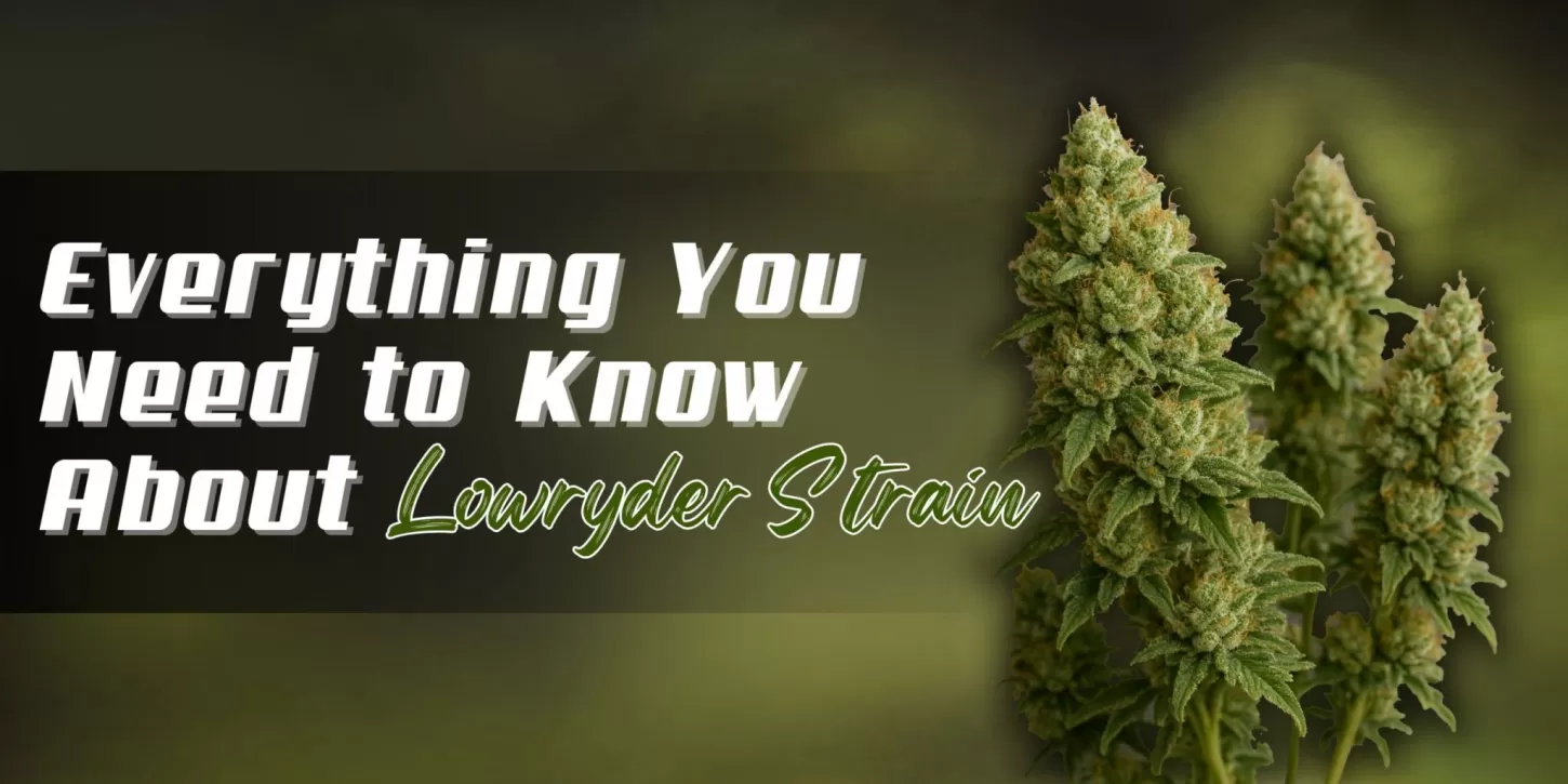 Everything You Need to Know About Lowryder Strains | Vancouver Seed Bank