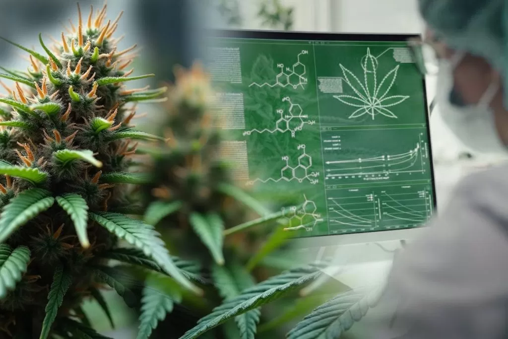 Bud Bloodlines: A Deep Dive Into the Weed Family Tree | Vancouver Seed Bank