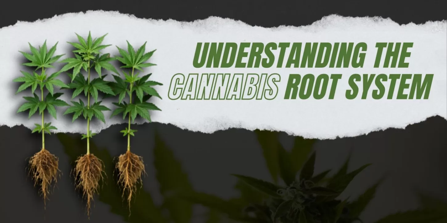 Understanding the Cannabis Root System | Vancouver Seed Bank
