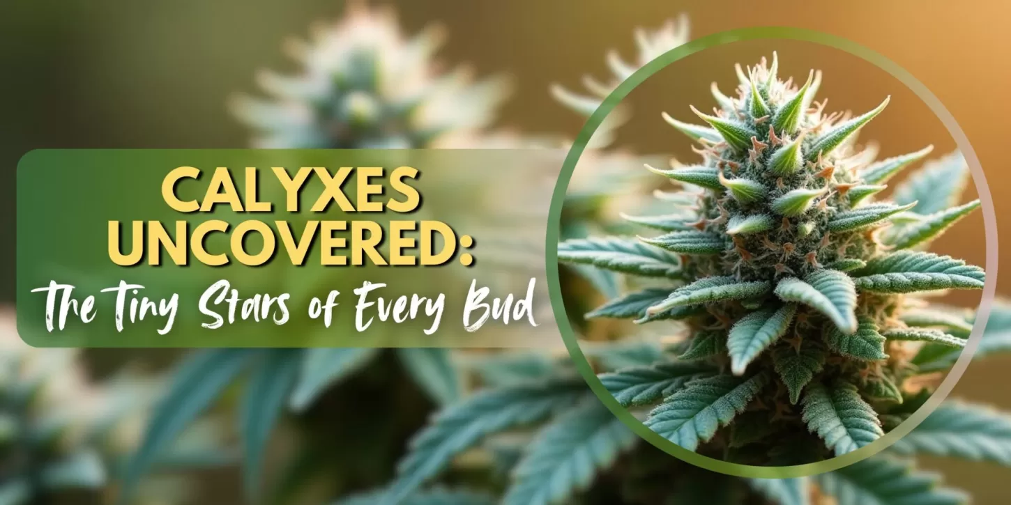Calyxes Uncovered: The Tiny Stars of Every Bud | Vancouver Seed Bank
