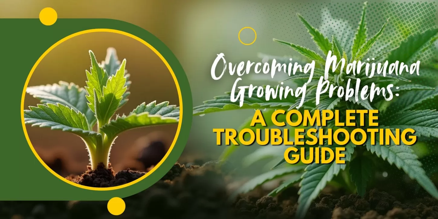 Overcoming Marijuana Growing Problems: A Complete Troubleshooting Guide ...