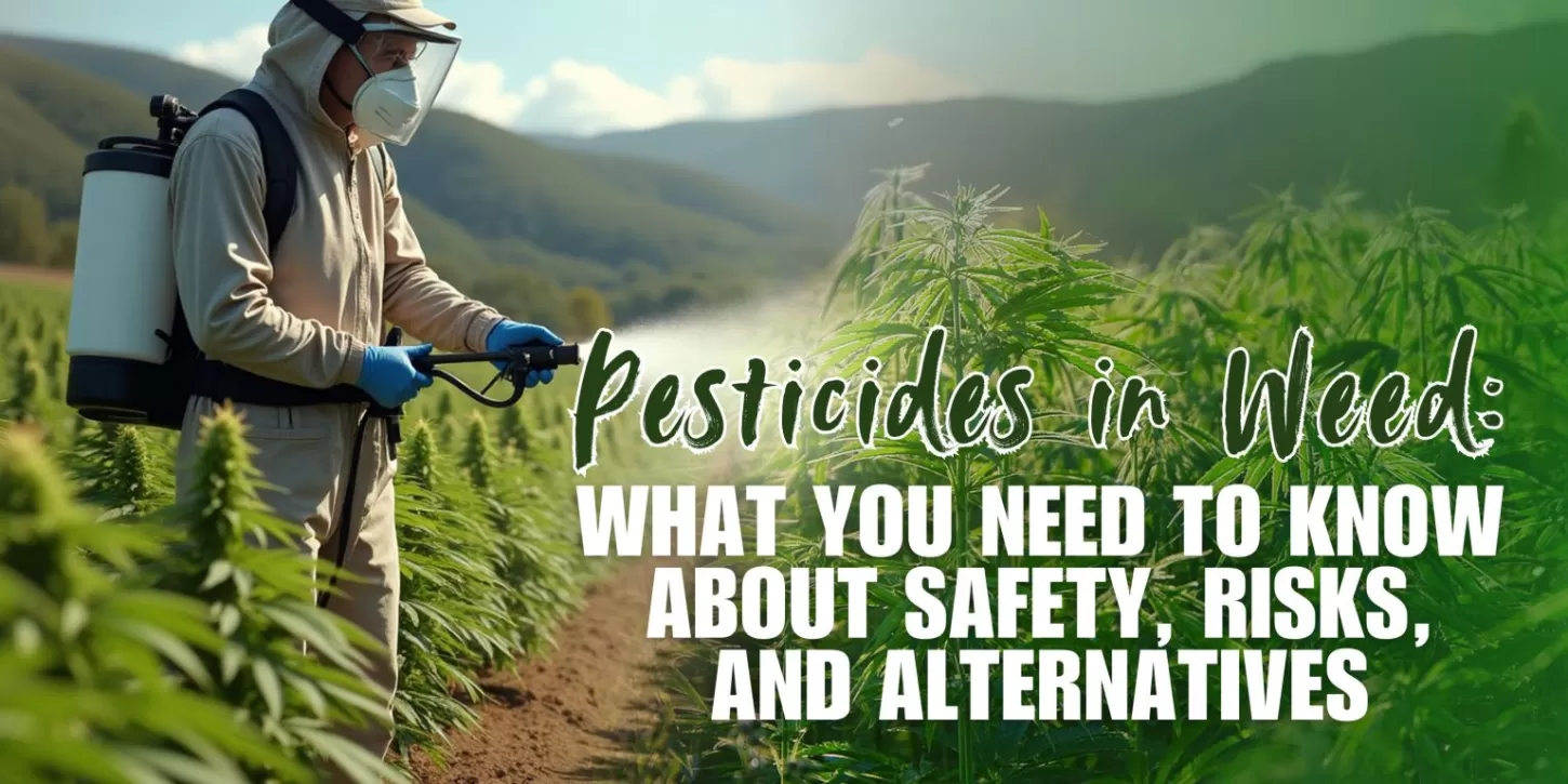 Pesticides in Weed: What You Need to Know About Safety, Risks, and ...