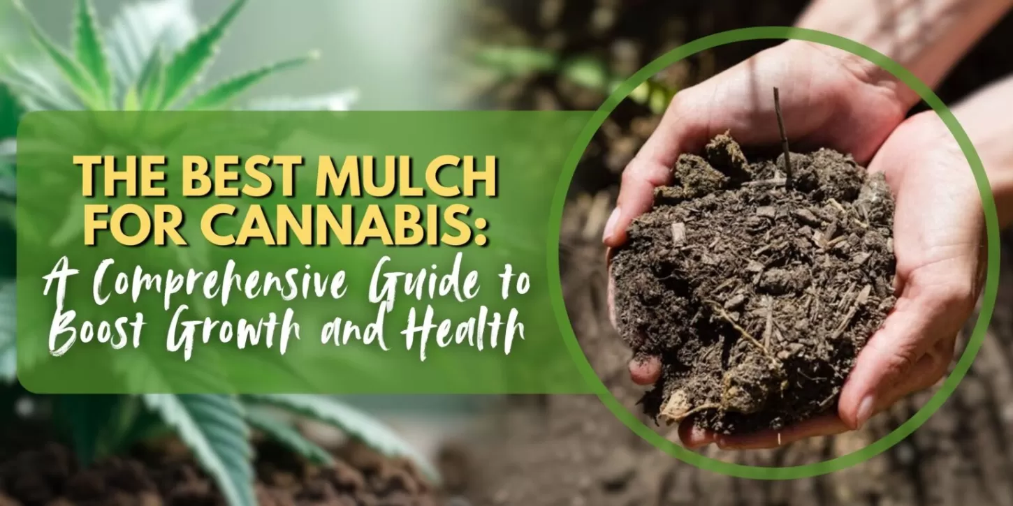 The Best Mulch for Cannabis: A Comprehensive Guide to Boost Growth and ...